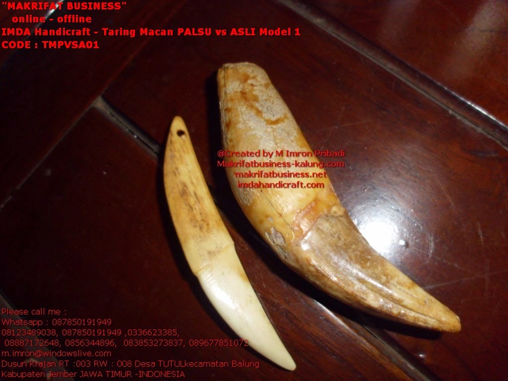 Taring Macan ASLI vs PALSU by : IMDA Handicraft Kerajinan Khas Desa ...